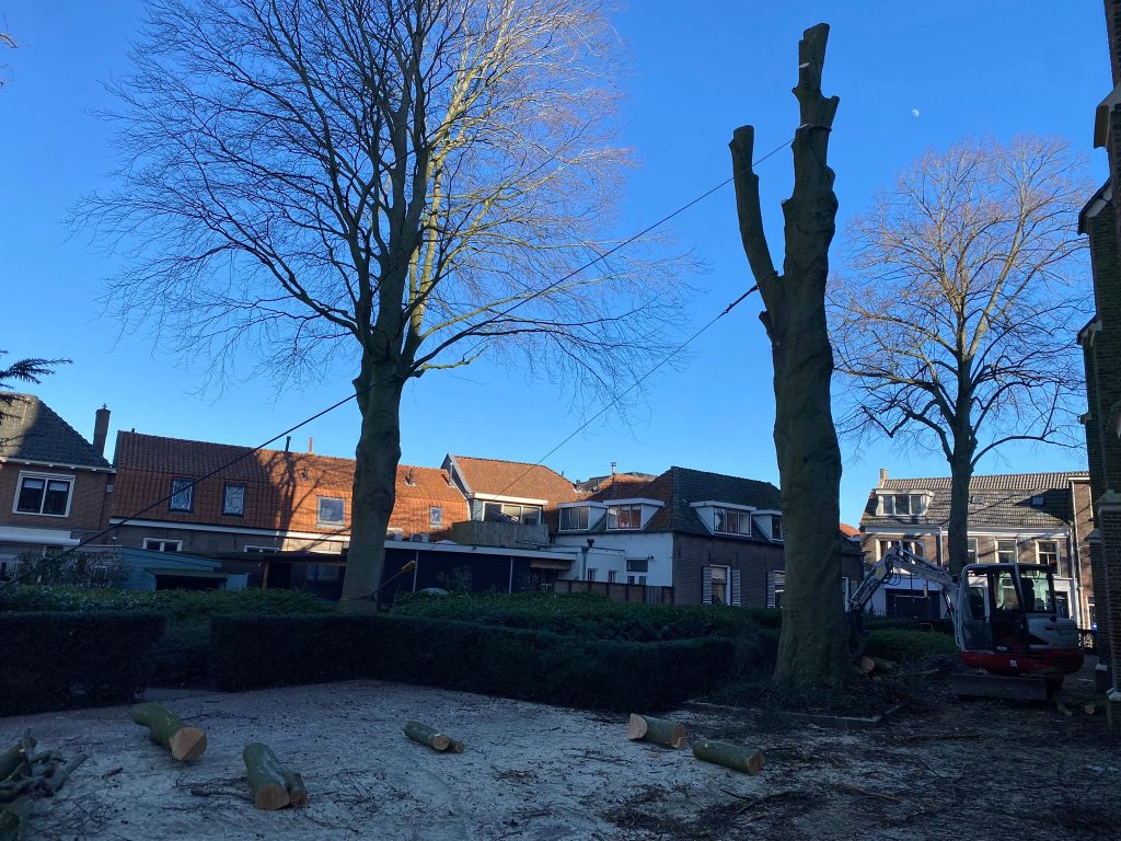 Bouw Bulderweg Hoveniers Nijkerk - Grote zieke monumentale beuk gekapt ...