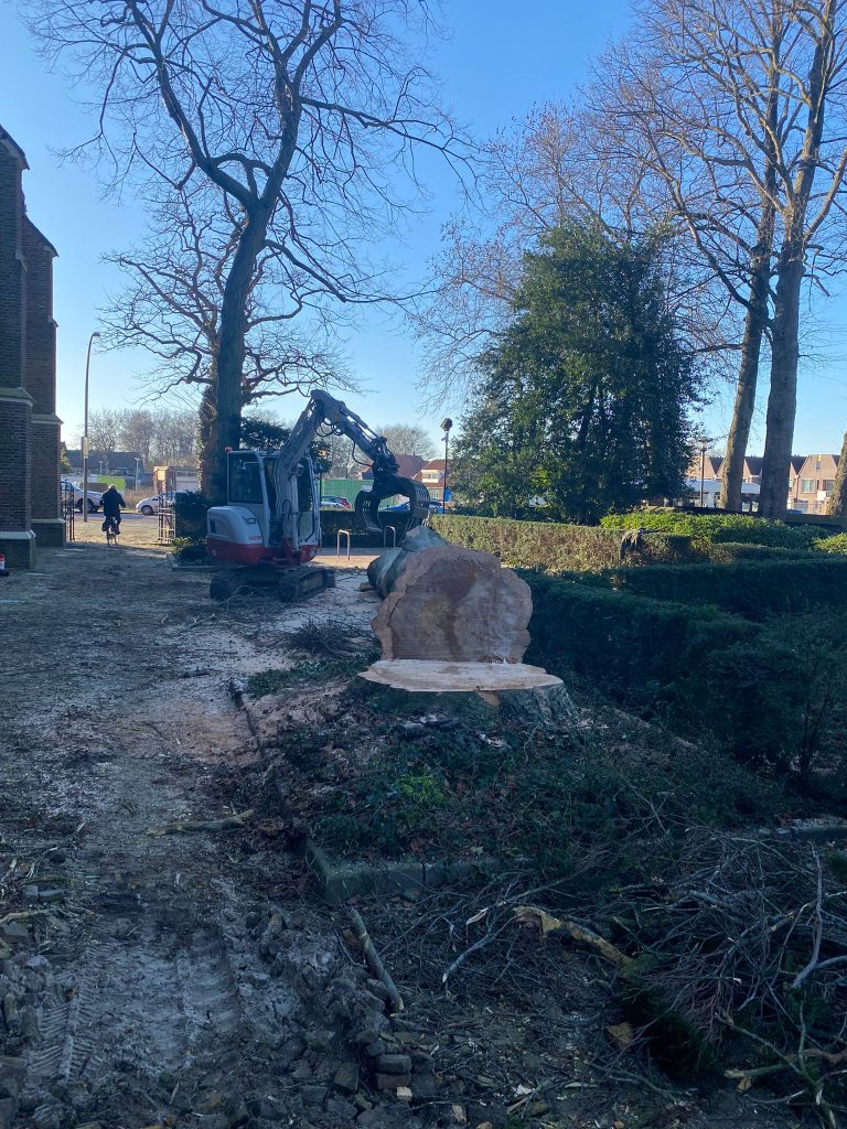 Bouw Bulderweg Hoveniers Nijkerk - Grote zieke monumentale beuk gekapt ...